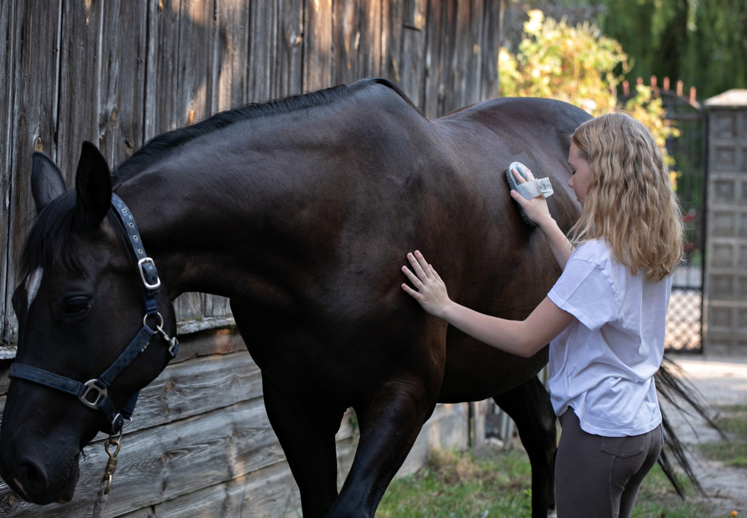 Grooming – Edwards Saddleworld Toowoomba
