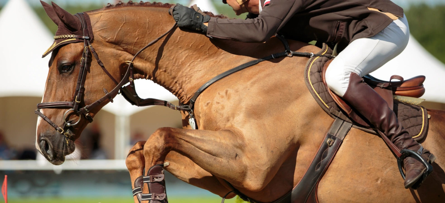Saddle Fitting Service – Edwards Saddleworld Toowoomba